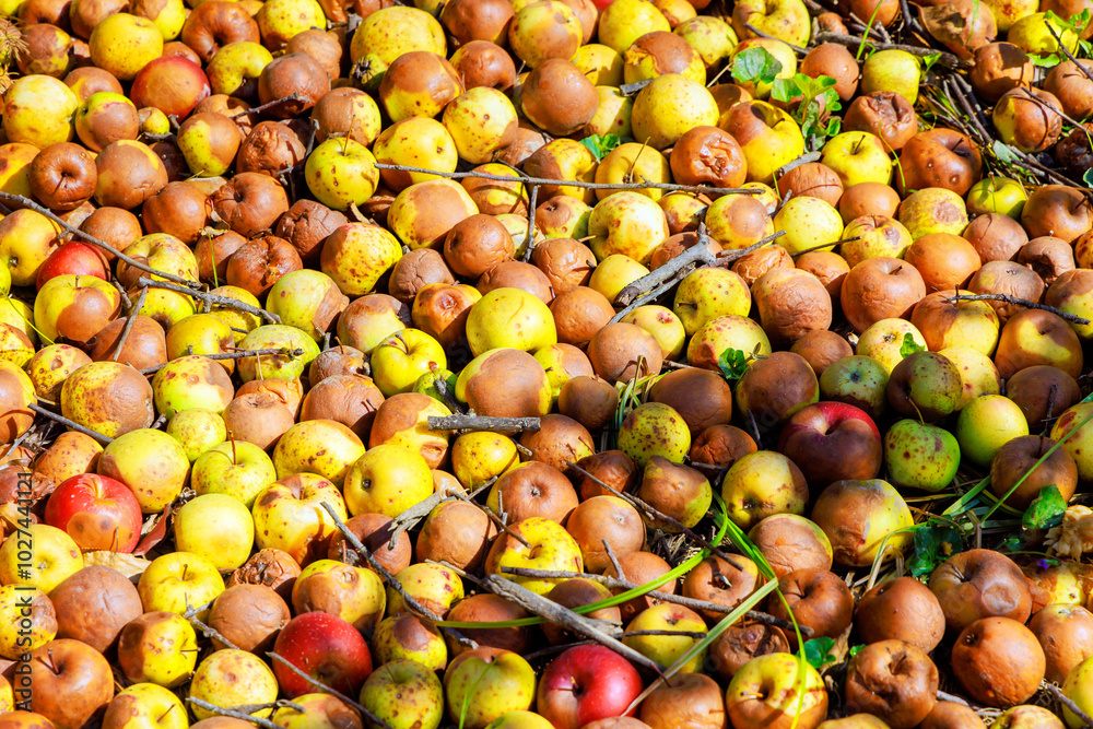 Diseases at garden infected, apples that fell from tree rot in garden ...