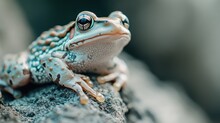 Frog Artifact Free Stock Photo - Public Domain Pictures