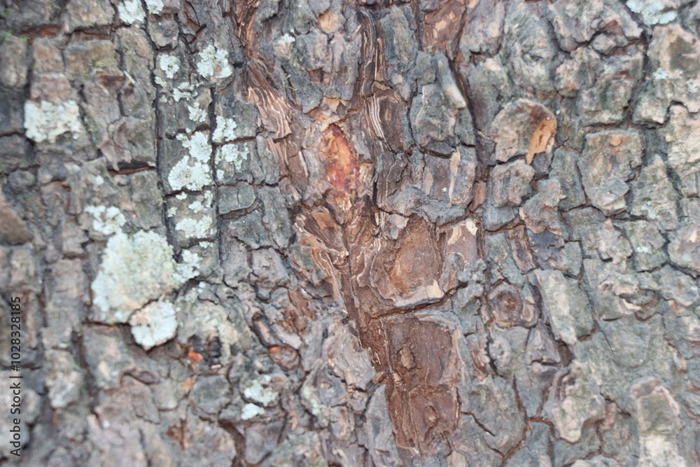 Texture of Tree Bark Featuring a Rough Trunk Surface with Green Moss ...