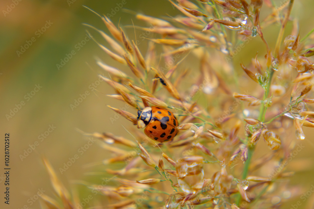 Asian ladybug, an invasive beetle in Europe sitting on blades of ...
