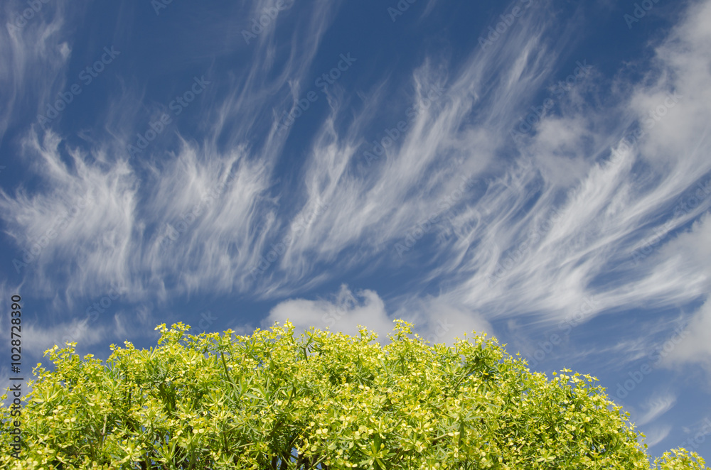 Shrub Euphorbia regis-jubae and clouds. The Nublo Rural Park. Tejeda ...