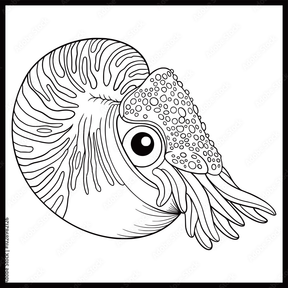 Chambered Nautilus (Nautilus Pompilius) isolated on white background ...