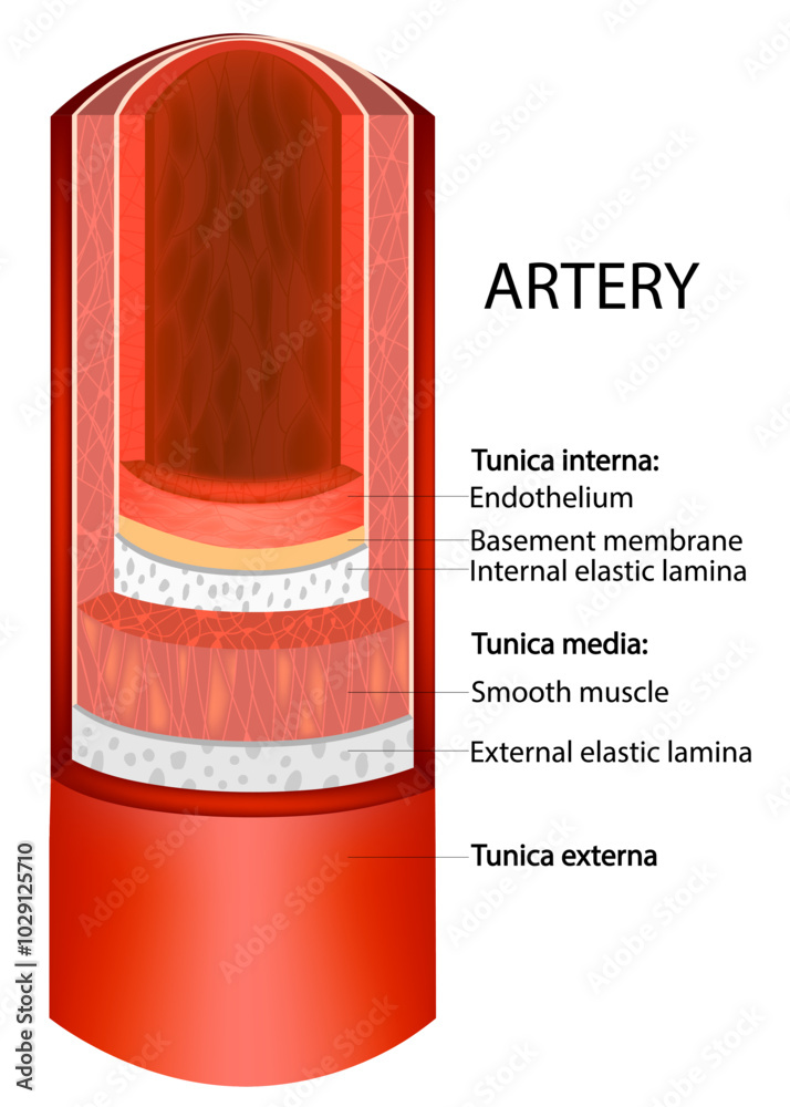 Arteries layers. Structure Artery Wall Infographic Diagram Stock Vector ...
