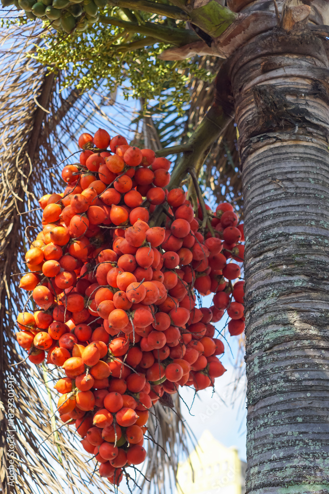Pinang (Areca catechu) is the fruit of the areca nut tree, which is ...