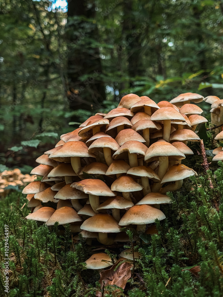 Champignons sauvages en forêt : Texture et forme naturelles Stock Photo ...