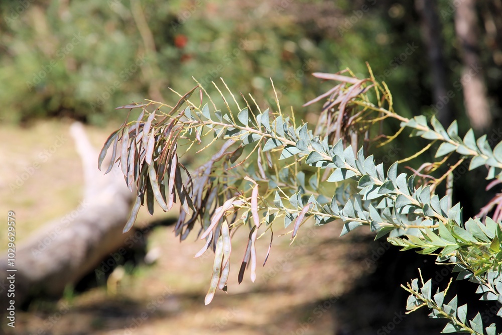 Young Knife- leaf Wattle (Acacia cultriformis) tree with first seed ...