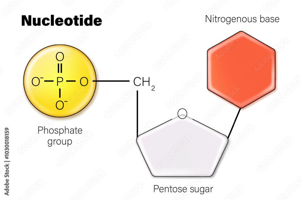 DNA nucleotide. DNA structure. Deoxyribonucleic acids. Nitrogenous base ...
