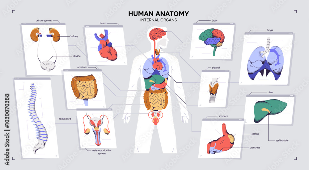 Human anatomy banner. Design of male body anatomical chart. Diagram of ...