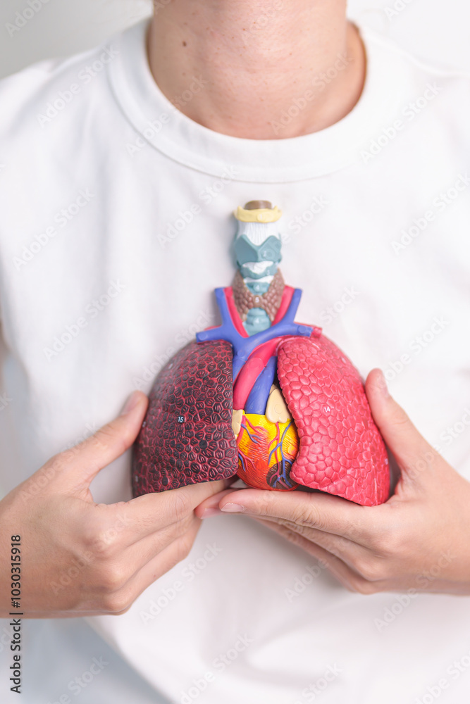 woman hold Respiratory system anatomy for Diseases. Lung Cancer, Asthma ...