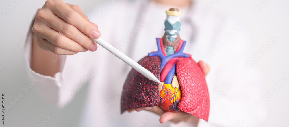 Doctor point heart Cardiovascular and Respiratory anatomy for Disease ...