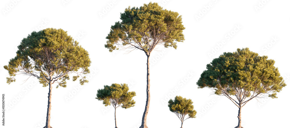 Pinus Pinea Stone Pine (maritime, cluster) pine bush shrub and tree ...
