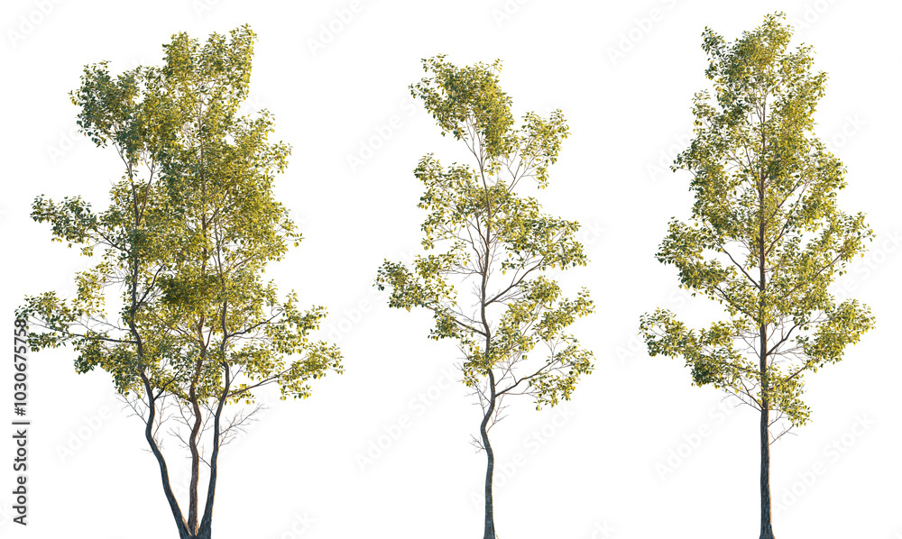 Alnus cordata (Italian alder) trees isolated png in sunset light on a ...