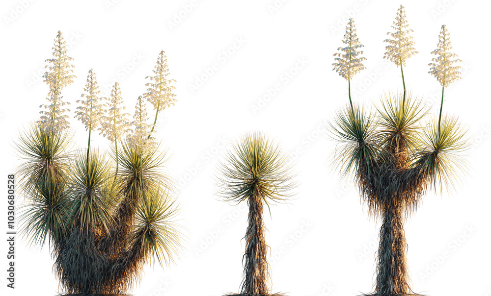 Yucca thompsoniana plant palm frontal isolated png on a transparent ...