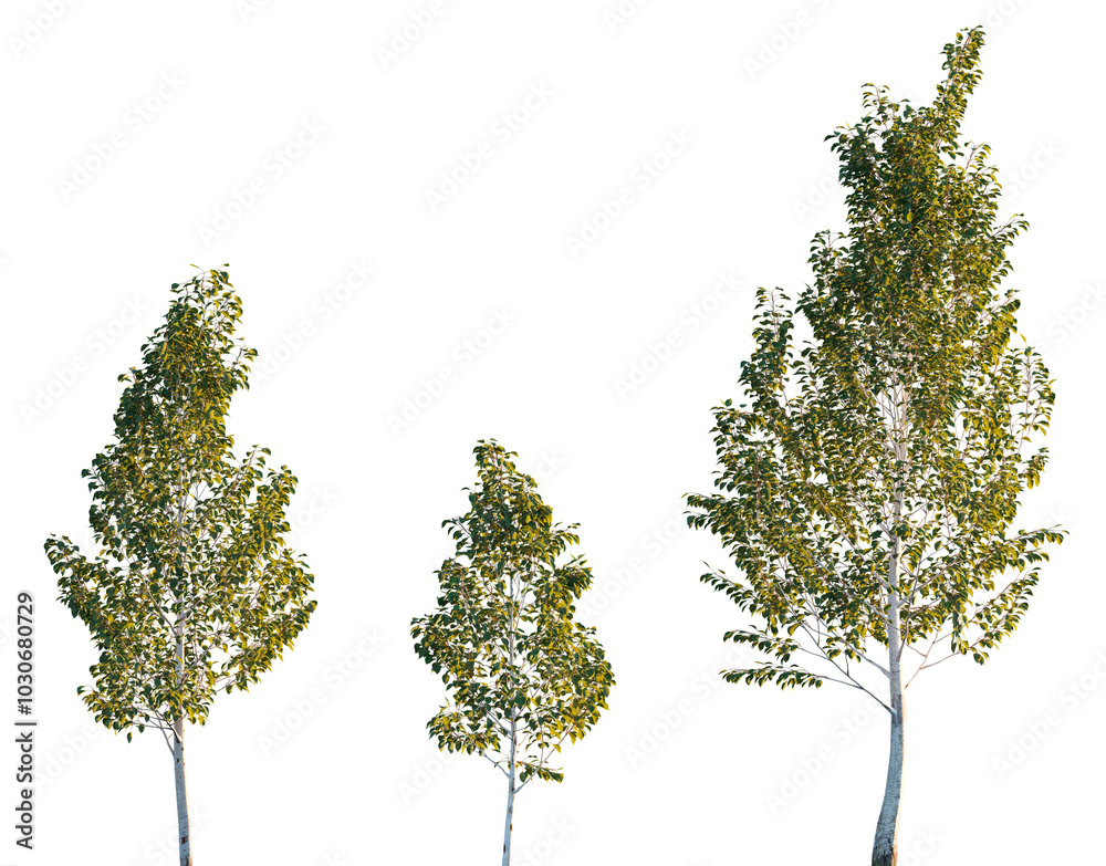 Betula utilis var. jacquemontii (Himalayan birch) trees isolated png in ...