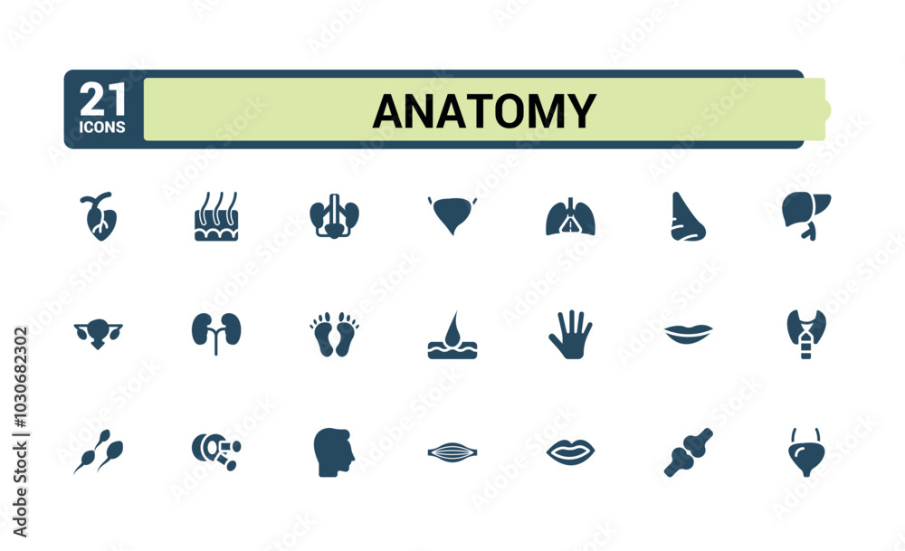 Anatomy solid icons set. Related to eye, nose, mouth, ear, brain, head ...