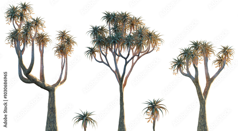 Aloe pillansii - Giant Quiver tree isolated png on a transparent ...