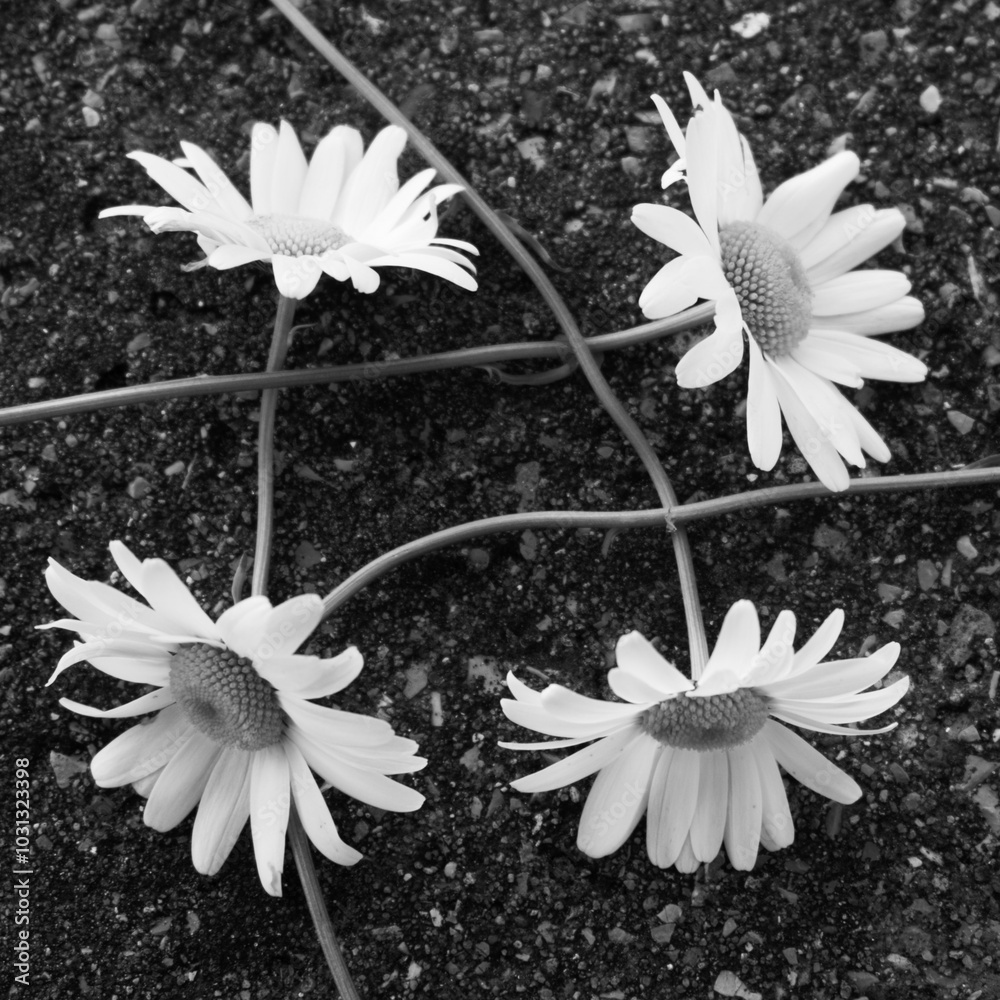 Daisy flower that represents gloom. A lonely feeling and abandoned ...