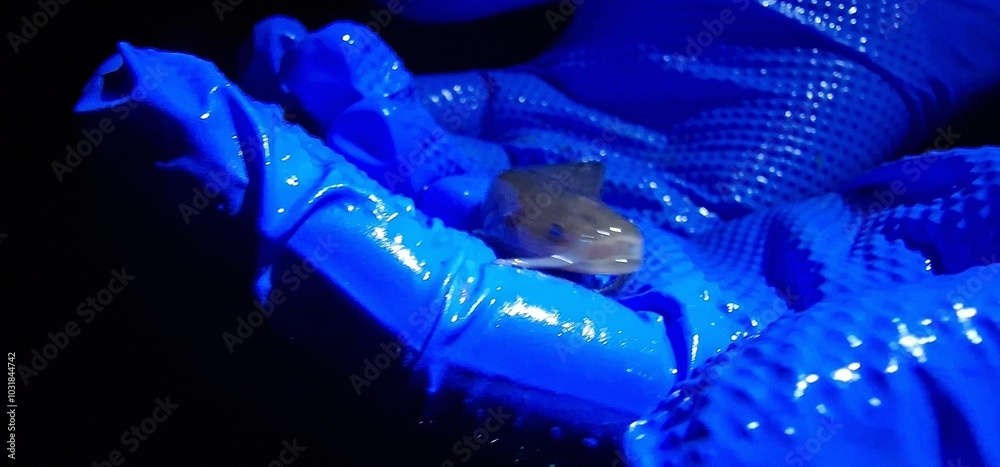 Juvenile specimen of silurus glanis wels, also called sheatfish, is a ...