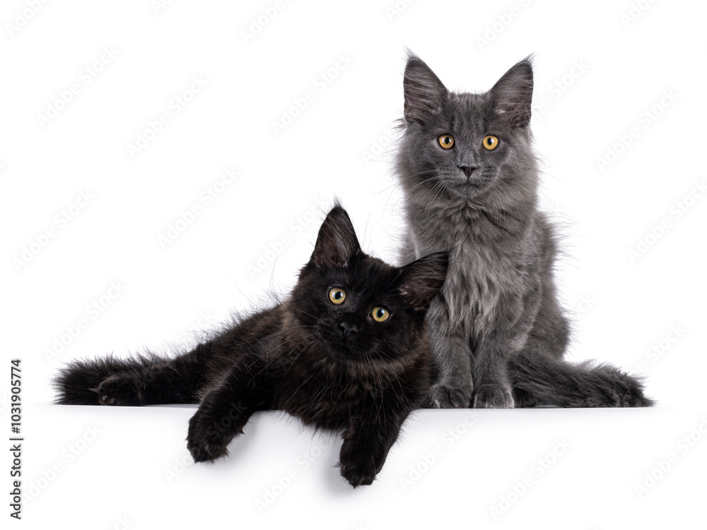 2 Fabulous Maine Coon cat kittens, sitting an laying beside each other ...
