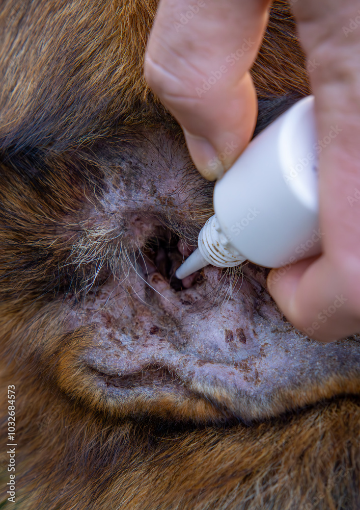 sick injured dog ear, blood, scabs. sick purebred German Shepherd dog ...