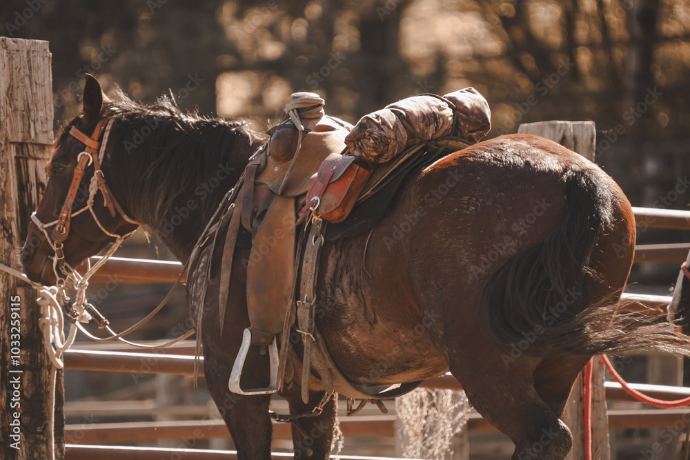 horse wearing western saddle, saddlebags, and tack standing tied up ...