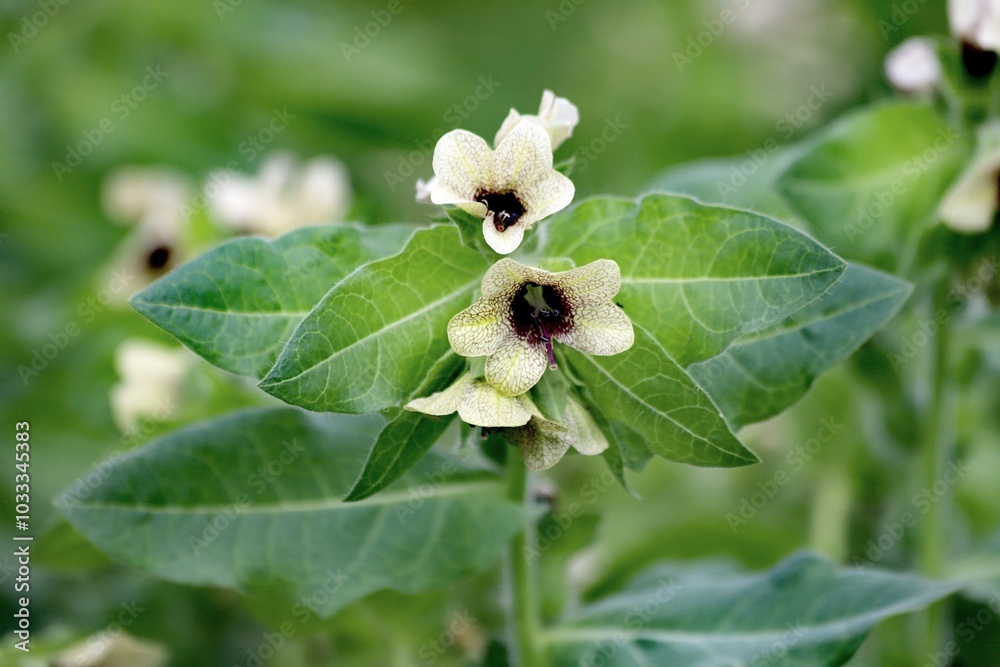 Hyoscyamus niger known as black henbane or stinking nightshade ...