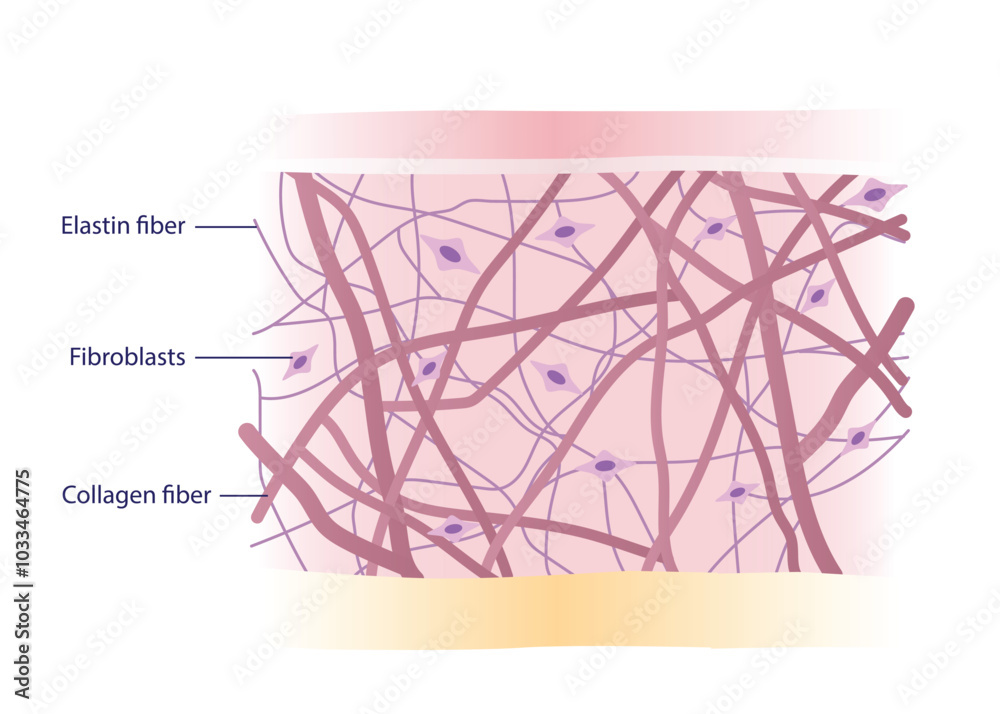 Cross section of skin layer with intact collagen, elastin fibers and ...
