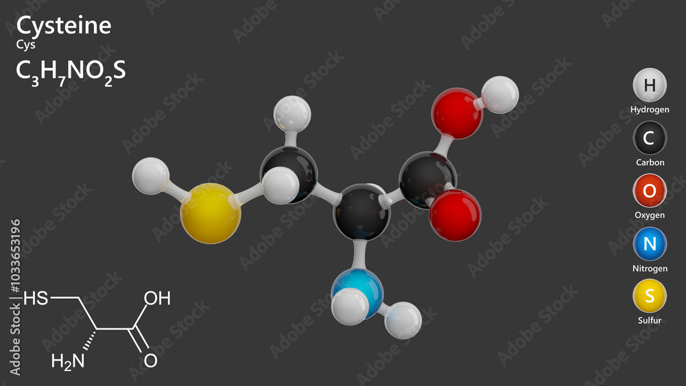 Cysteine or L Cysteine. Semi-essential amino acid. Antioxidant. A ...