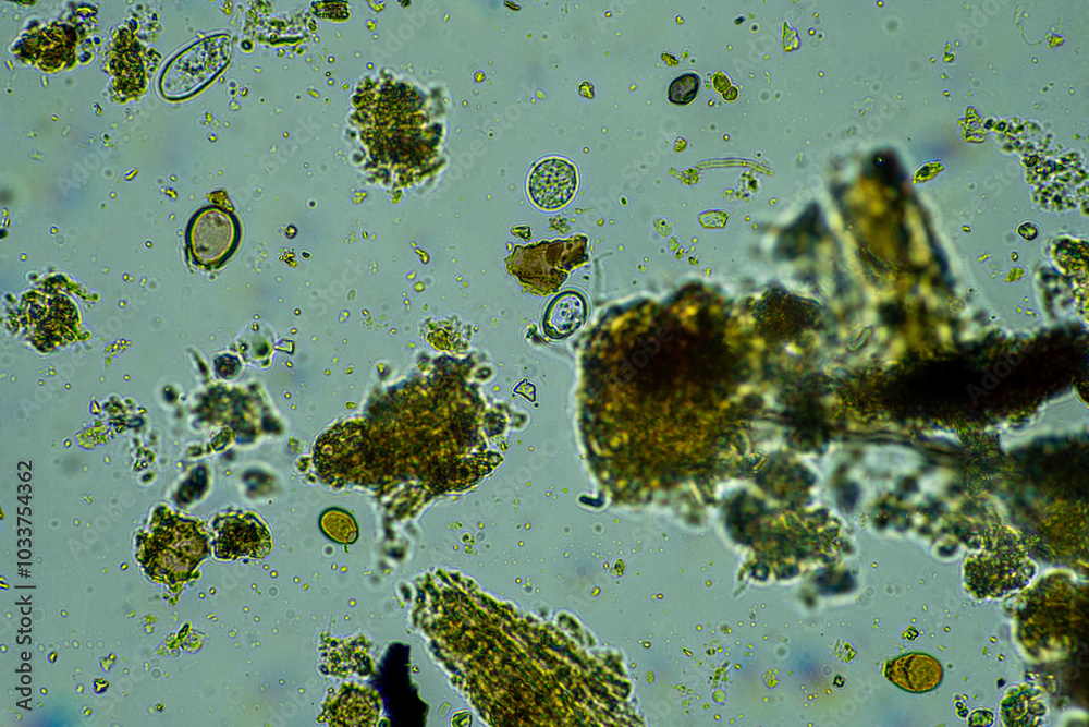soil fungi storing carbon in the soil. testate amoebae and bacteria ...