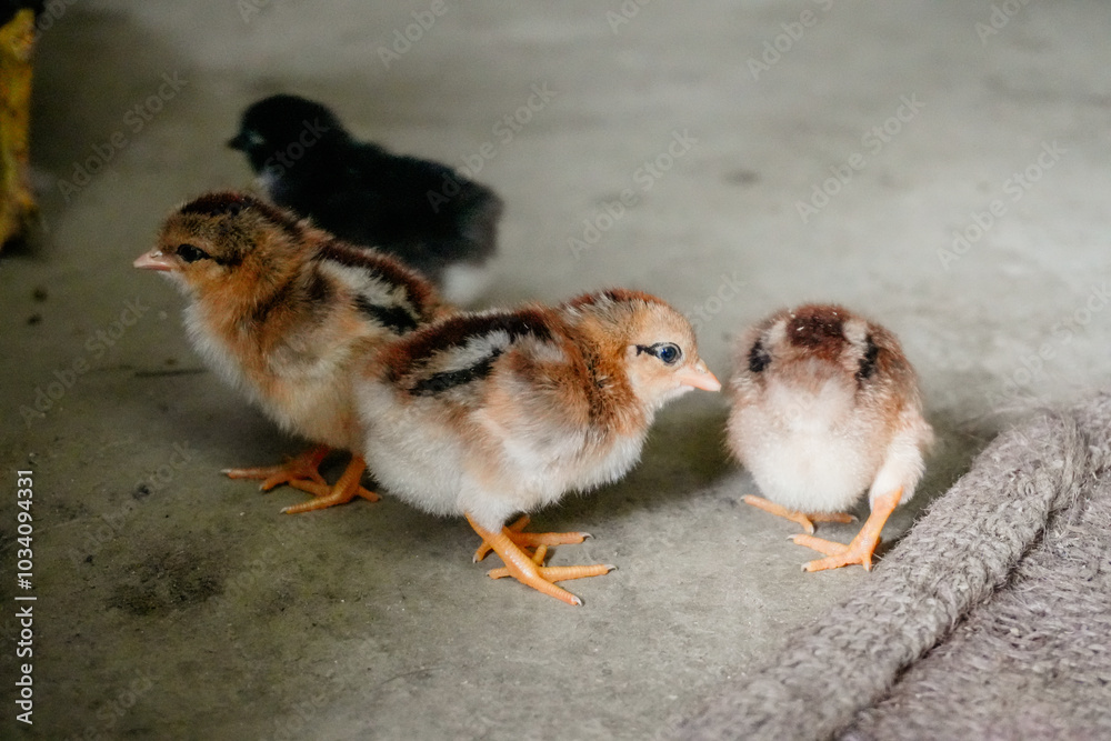 Baby Chicks Exploring the World: A group of fluffy, adorable baby ...