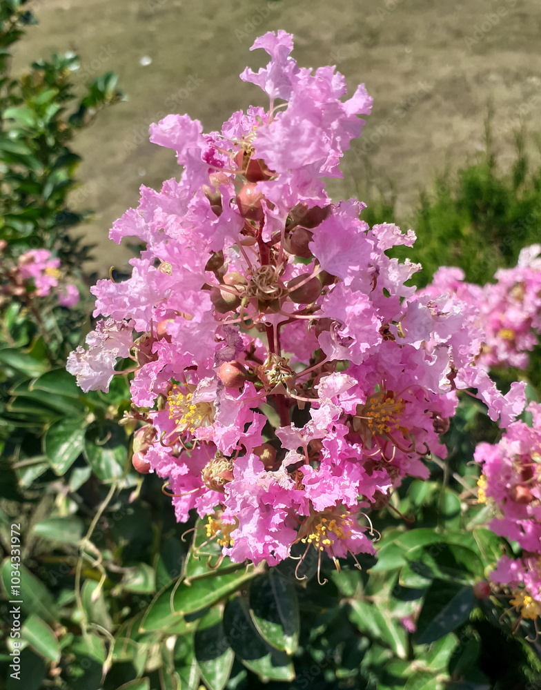 Pink crepe myrtle (Lagerstroemia indica) flower tree with blurred ...