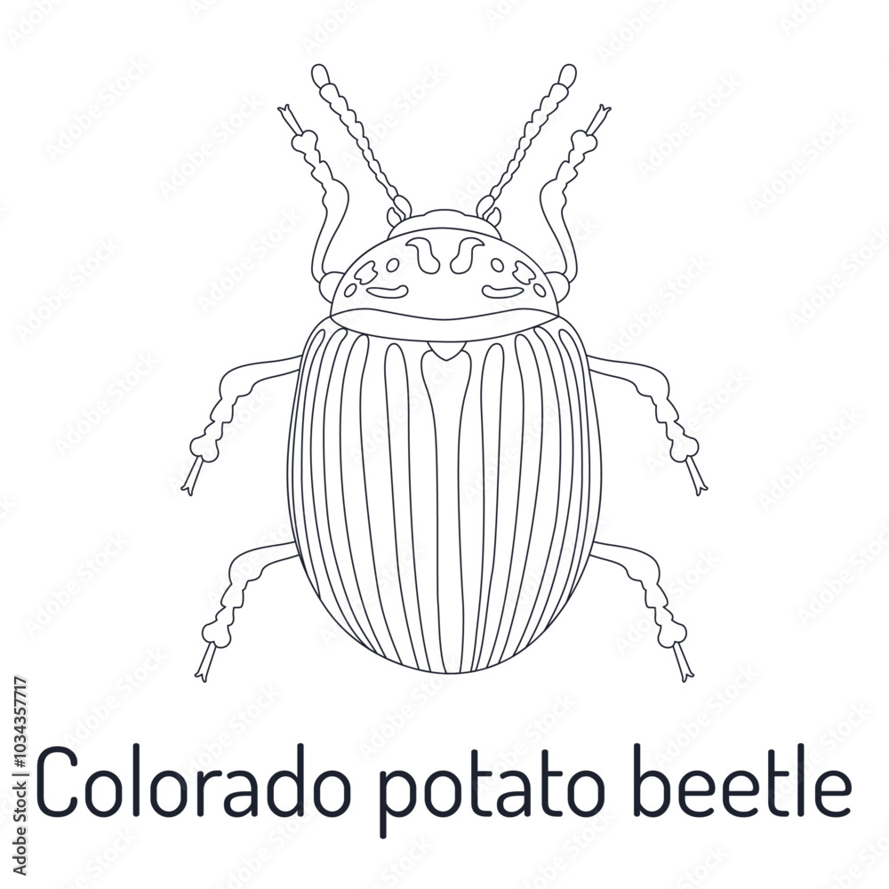 Colorado potato beetle. Insects. Fauna coloring page. Graphic sketch ...