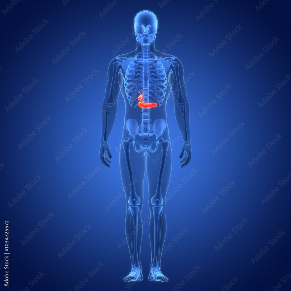 Human Internal Organs Pancreas with Gallbladder Anatomy Stock ...
