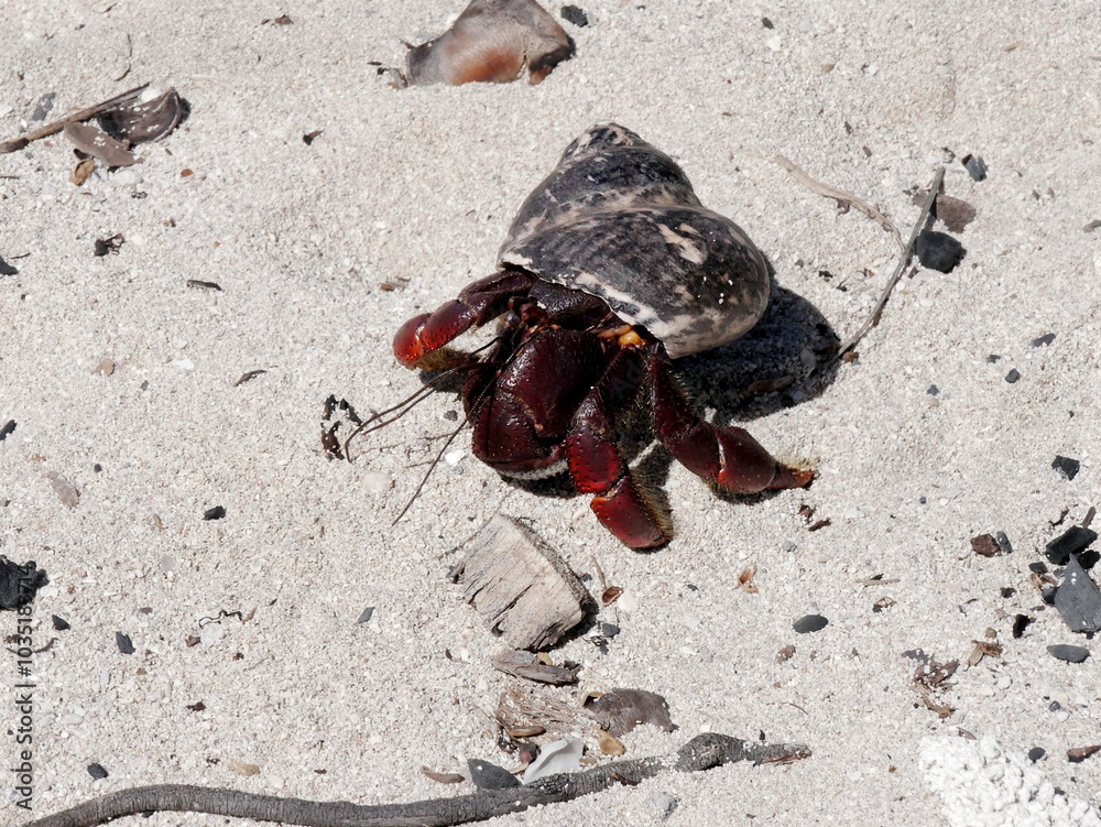 one terrestrial hermit crab on sandy beach background, walking ...