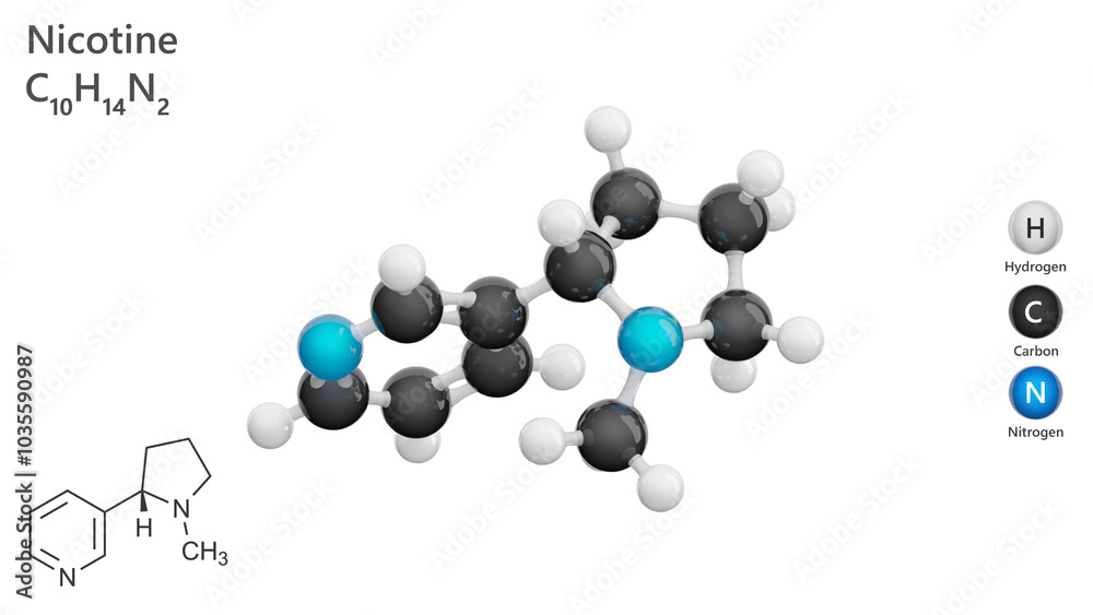 Nicotine. A detailed model of molecule. Molecular formula: C10H14N2 ...