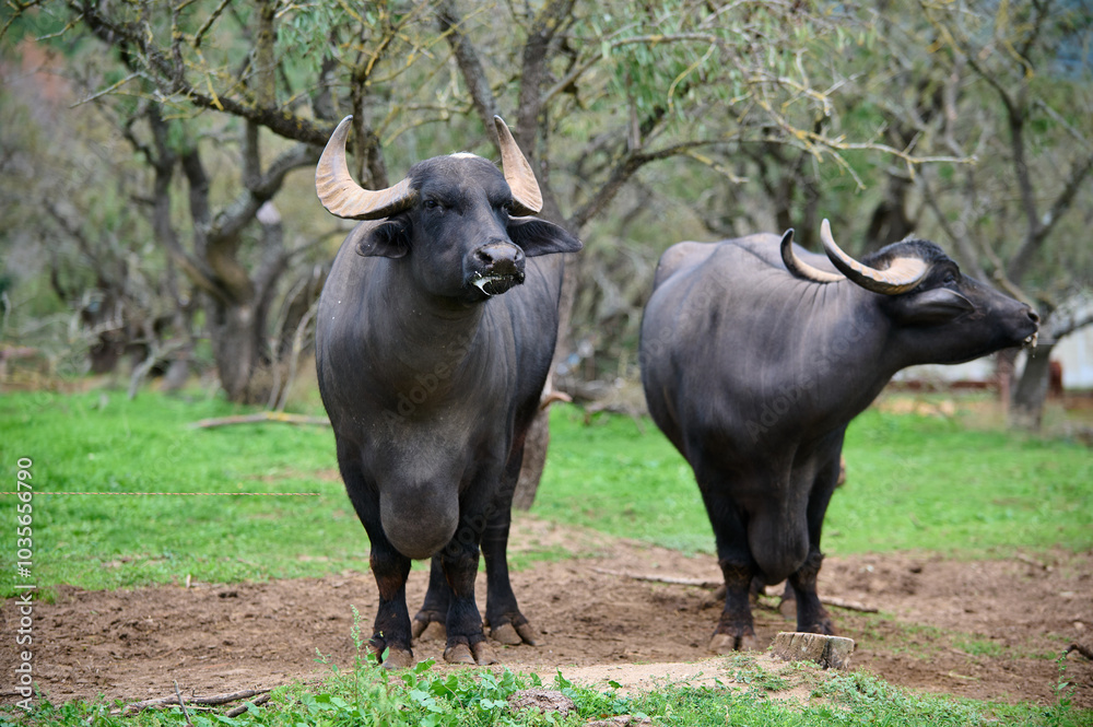 Two water buffaloes in a muddy field, one facing the camera with a ...