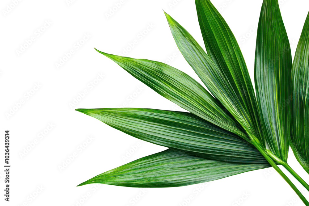 Rare tropical plant leaves isolated on transparent background,PNG image ...