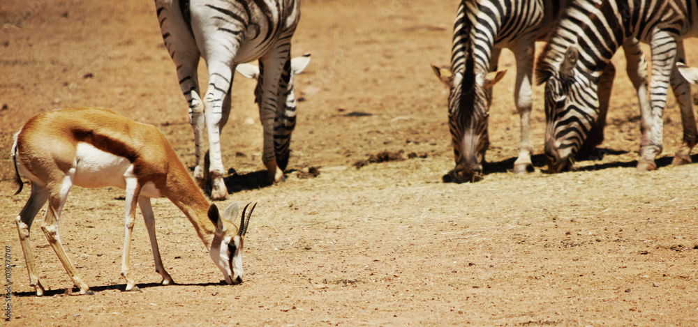 Wildlife, zebra and springbok at safari in nature for conservation ...