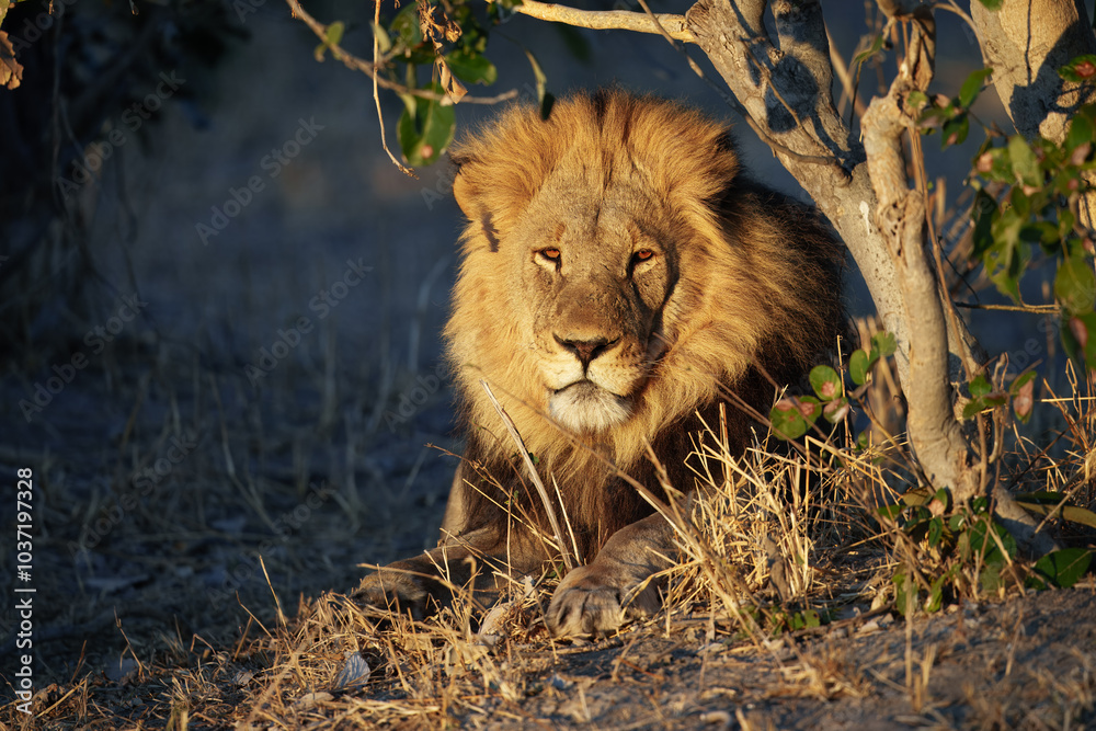 African lion (Panthera leo), male lion, Moremi game reserve, Botswana ...