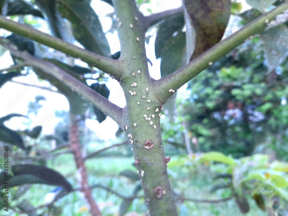 Avocado tree attacked by aphids called Planococcus citri Stock Photo ...
