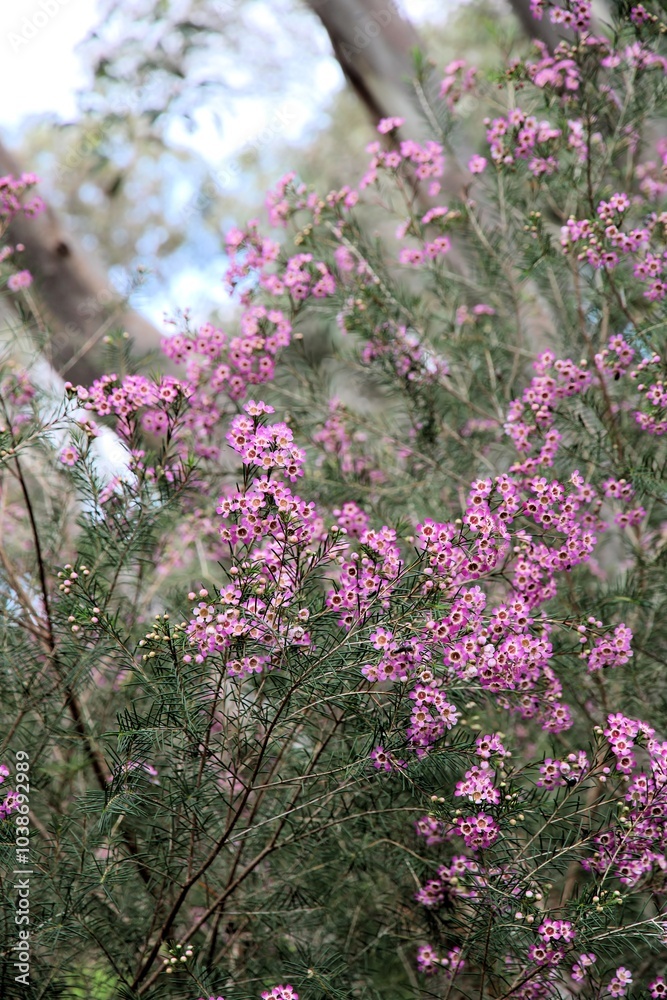 Geraldton Wax (Chamaelaucium uncinatum) growing amongst gum trees in ...