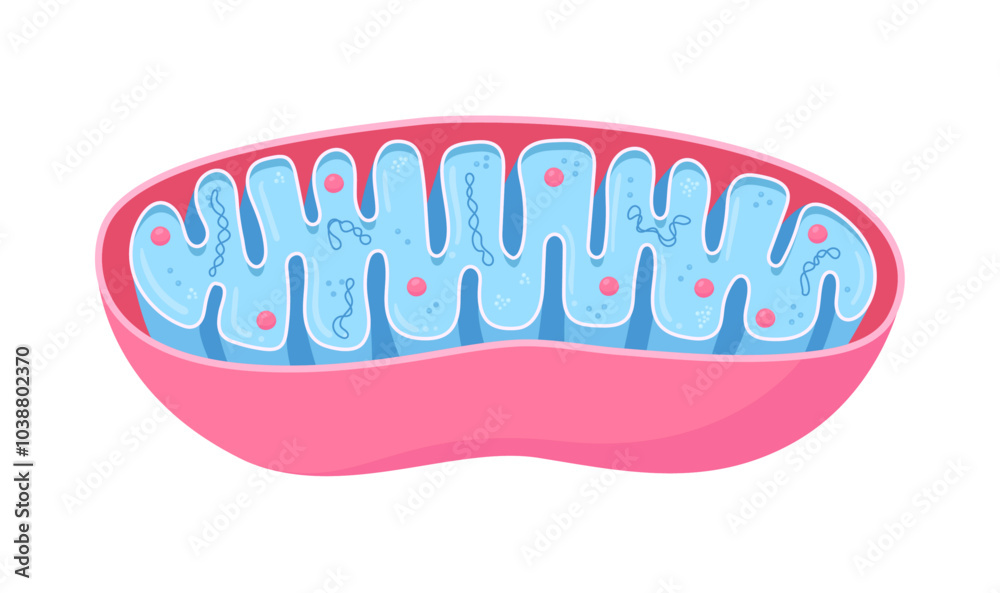 Vector diagram of Mitochondria. Cross-section view. Medical ...
