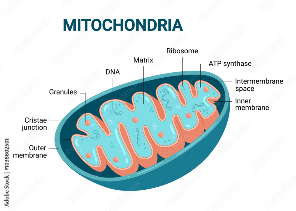 Vector diagram of Mitochondria. Cross-section view. Medical ...