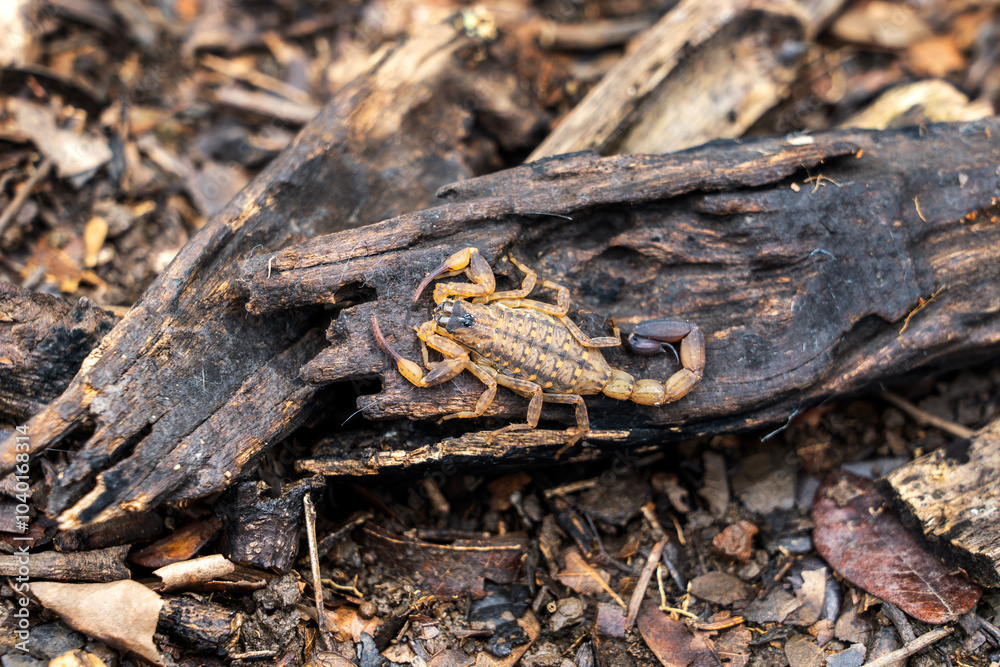 Dangerous Venomous insects. Chinese striped bark scorpion or Vietnamese ...