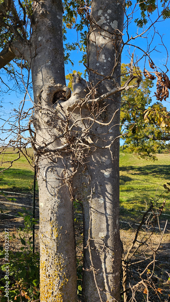 conjoined tree pair trees grown together inosculation Stock Photo ...