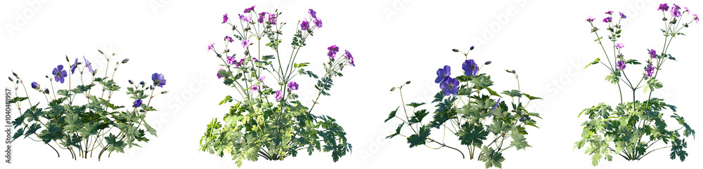 Set of Geranium Rozanne Jolly Bee and Geranium palmatum frontal ...
