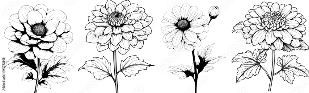 Flower illustration of aster outline. September Birth Month Flower ...