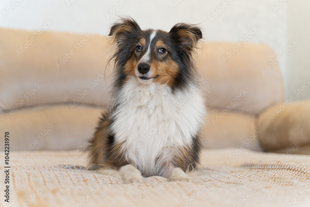 Cute grey brown tricolor dog sheltie in home. Shetland sheepdog indoor ...