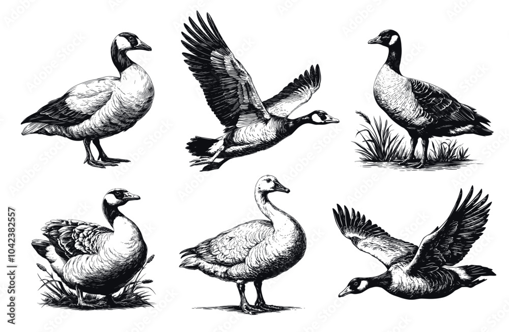 Hand drawn goose set. Engraving water bird in different poses flying ...