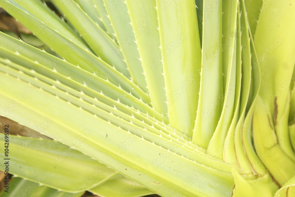 Abaca Leaf Stock Photo | Adobe Stock